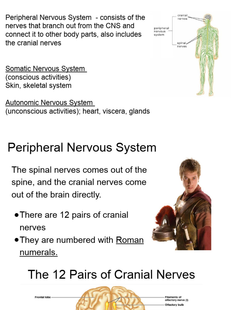 09 Peripheral Nervous System and Cranial Nerves | PDF | Anatomy | Human Head And Neck