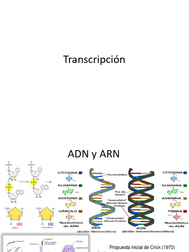 Transcripcion | PDF | Genoma | Adn