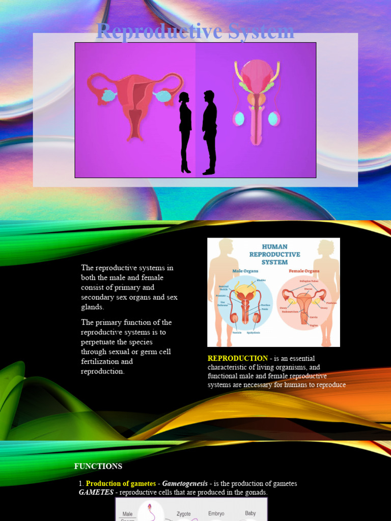 08 Reproductive System | PDF | Lactation | Menstrual Cycle