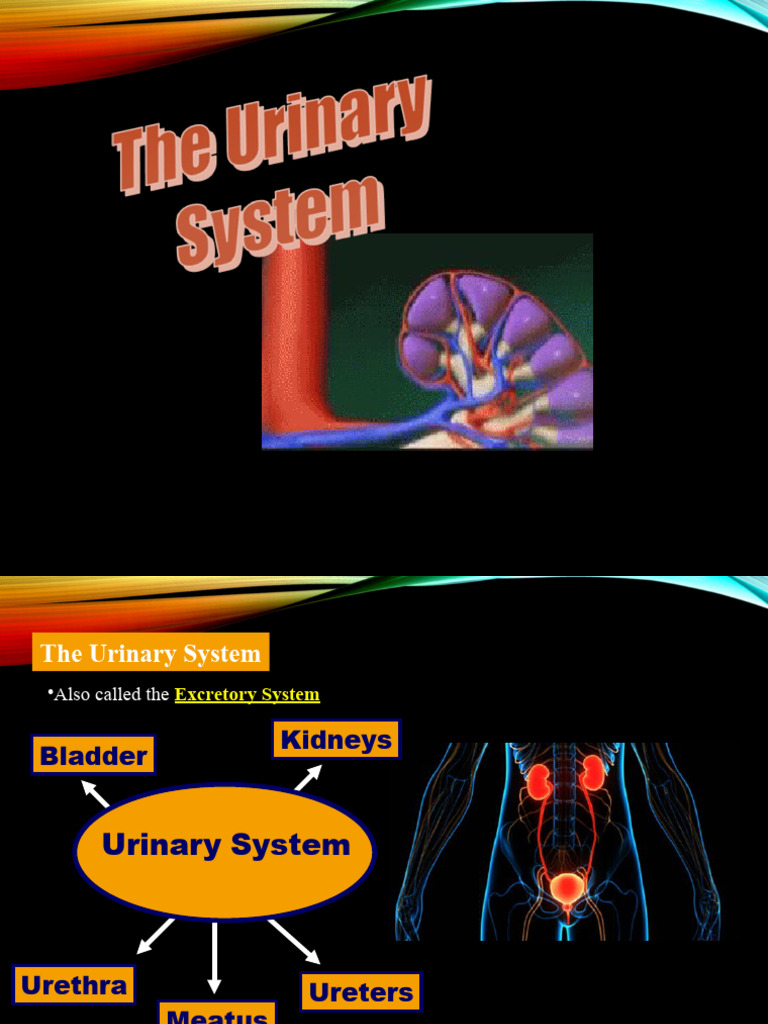 07 Urinary System | PDF | Kidney | Clinical Medicine