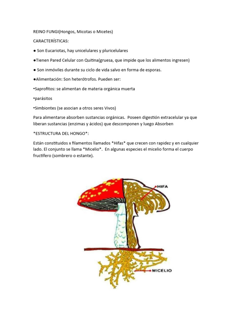 Reino Fungi | PDF | Hongo | Molde