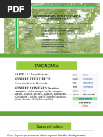 Sacha Culantro | PDF | Hierbas y especias | Alimentos