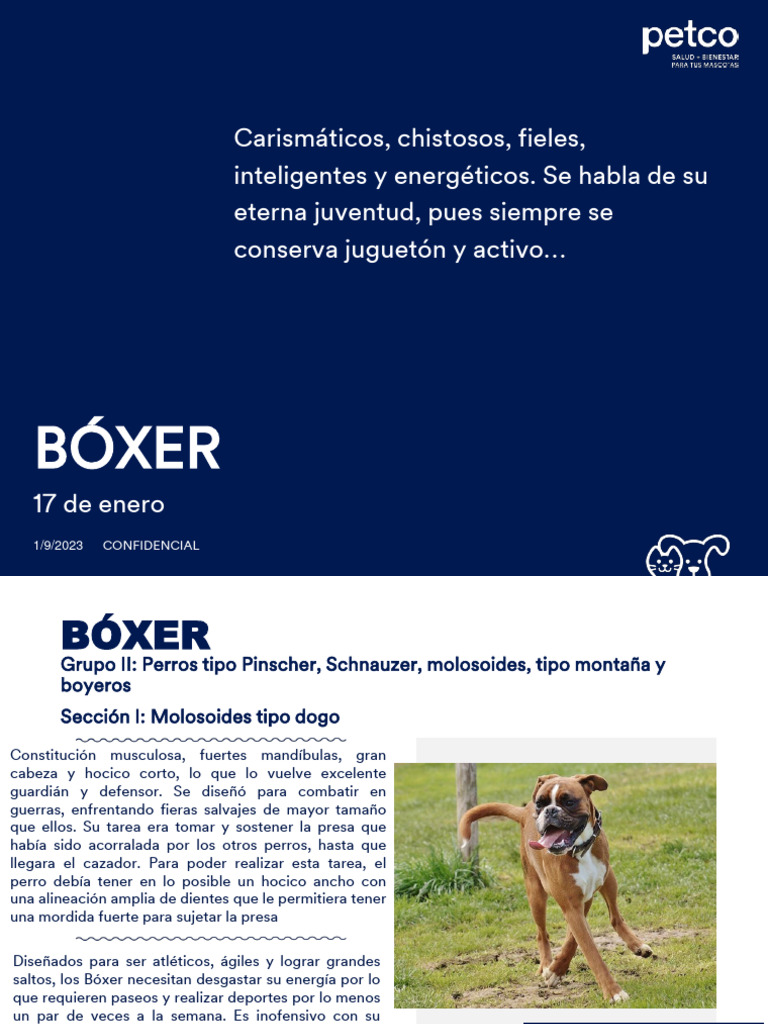 Masterfile Bóxer | PDF | Boxer (Perro) | Perros