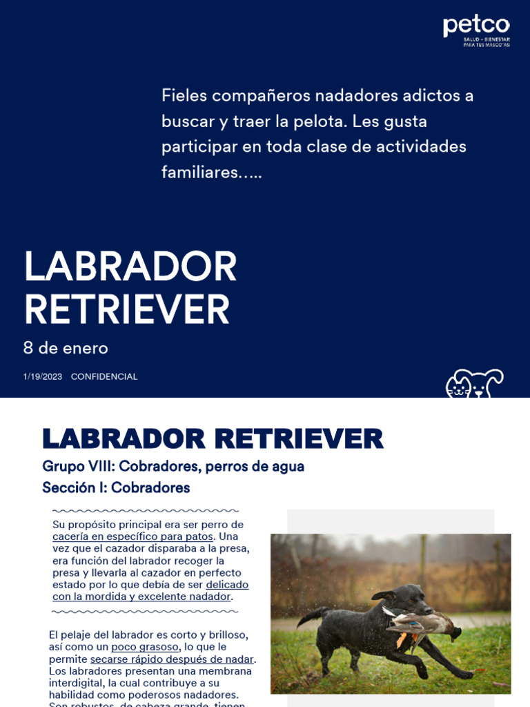 Masterfile Labrador Retriever | PDF | Labrador retriever | Perdiguero