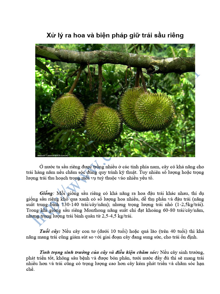 12 - TT - CAQ.16 - Xu Ly Ra Hoa Va Dau Trai Cay Sau Rieng | PDF