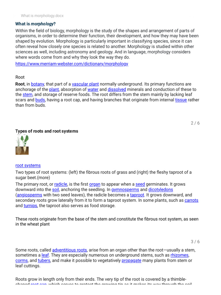 What Is Morphology - Docx - Microsoft Word Online | PDF