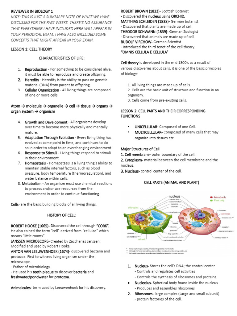 Biology Exam Review: Cell Theory & Functions | PDF | Meiosis | Epithelium