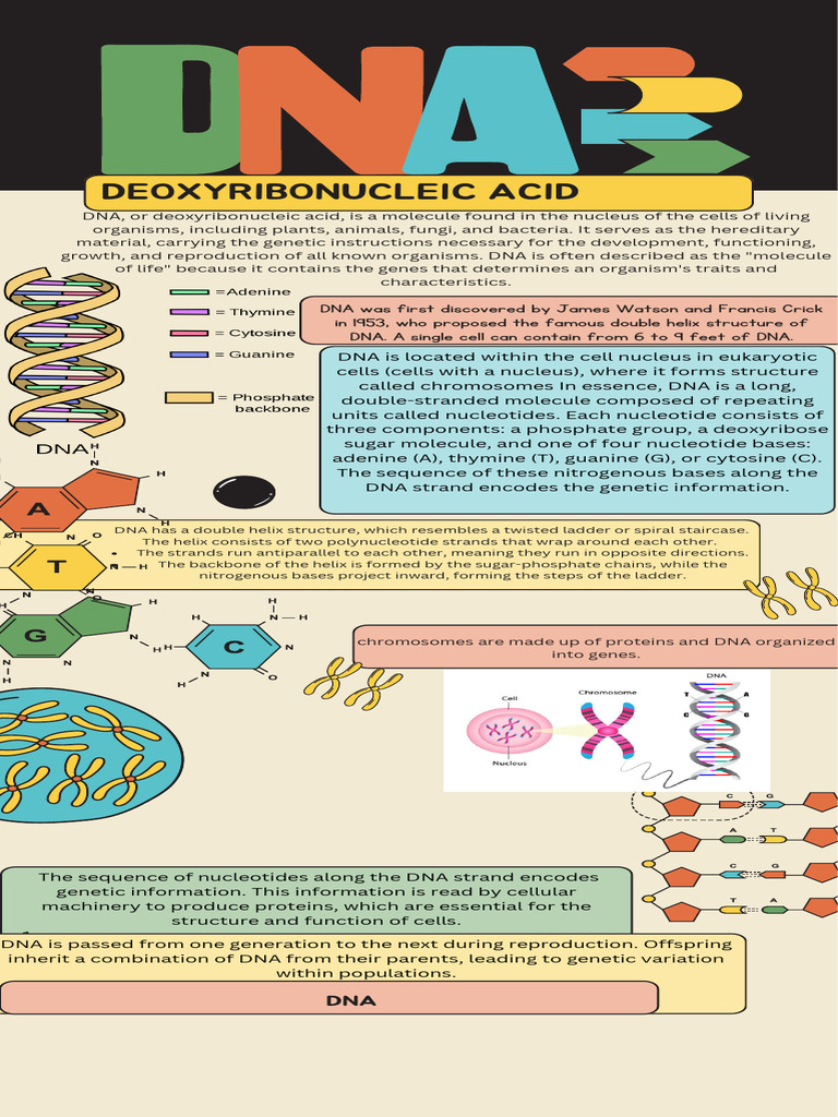 Dna Poster | Download Free PDF | Dna | Genetics