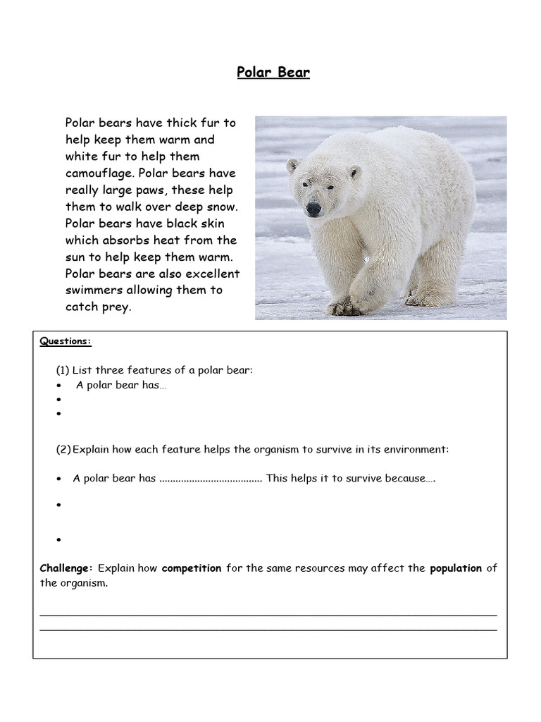 Polar Bear Adaptations for Survival | PDF | Polar Bear | Predation
