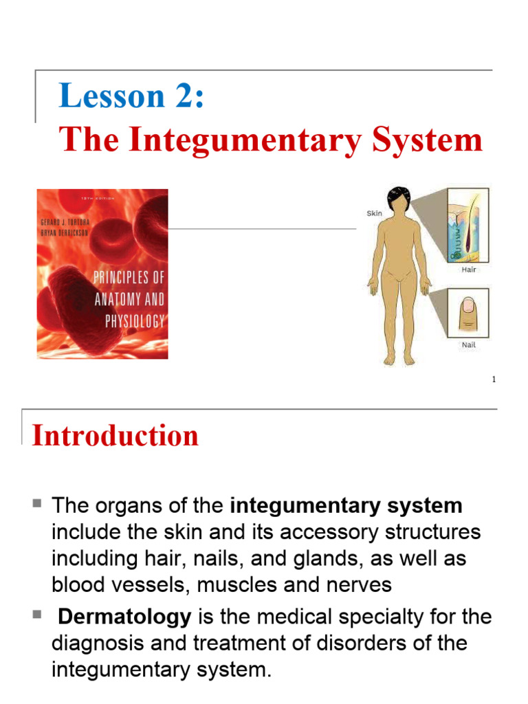 Integumentary System | PDF | Skin | Integumentary System
