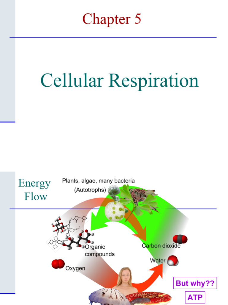 BiologyChapter 5 - Cellular Respiration-2021 | PDF | Cellular ...