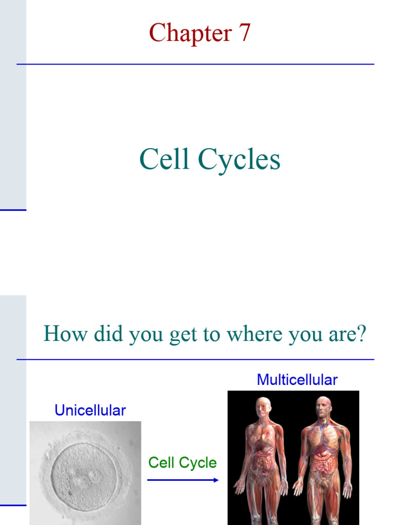 Understanding Cell Cycles and Division | PDF | Mitosis | Cell (Biology)