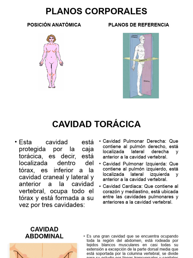 Planos Corporales | PDF | Abdomen | Tórax