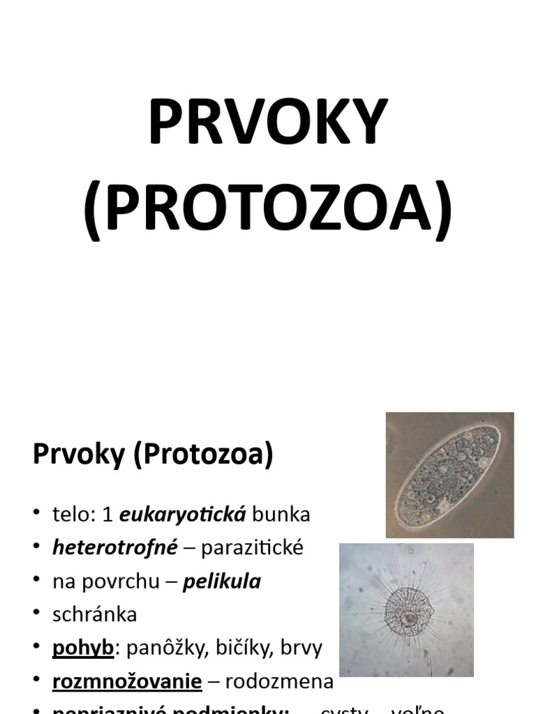 Prvoky | PDF