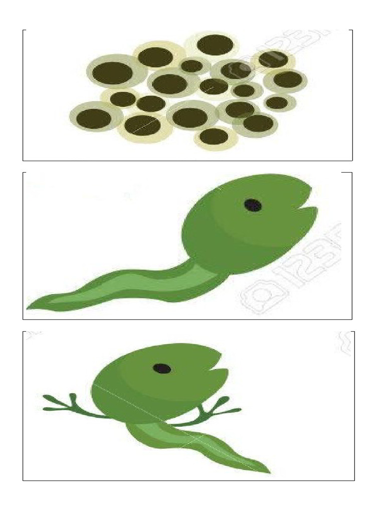 Ciclo De Vida De La Rana Pdf