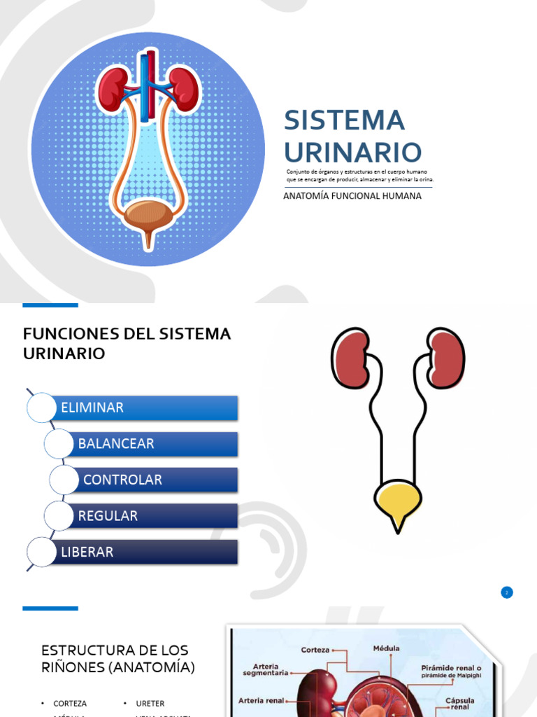 Aparato Urinario | PDF | Riñón | Orina