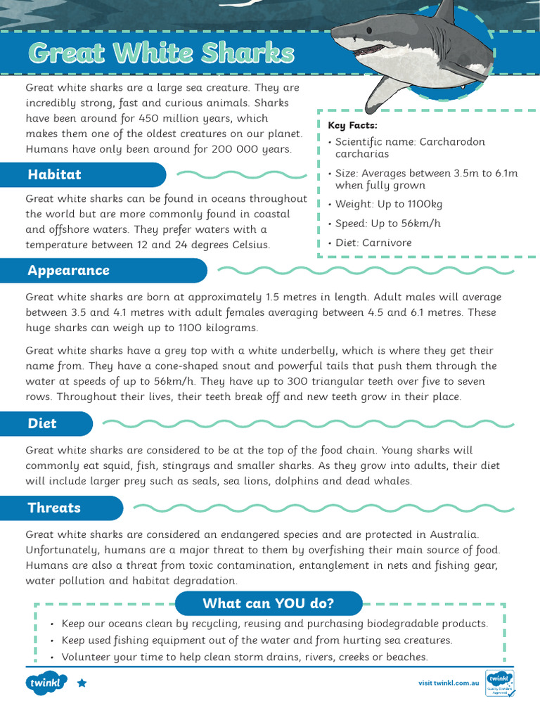 Great White Sharks Differentiated Comprehension - Ver - 1 | PDF | Great ...