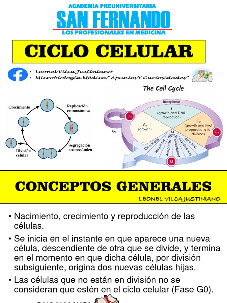 Ciclo Celular - San Fernando | PDF | Mitosis | Mitosis