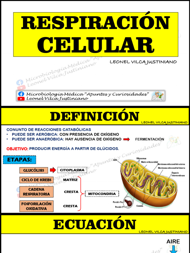 Reacciones Catabólicas en Respiración Celular | PDF