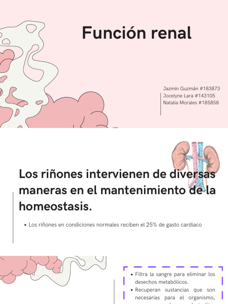 Funcion Renal | Descargar gratis PDF | Angiotensina | Riñón