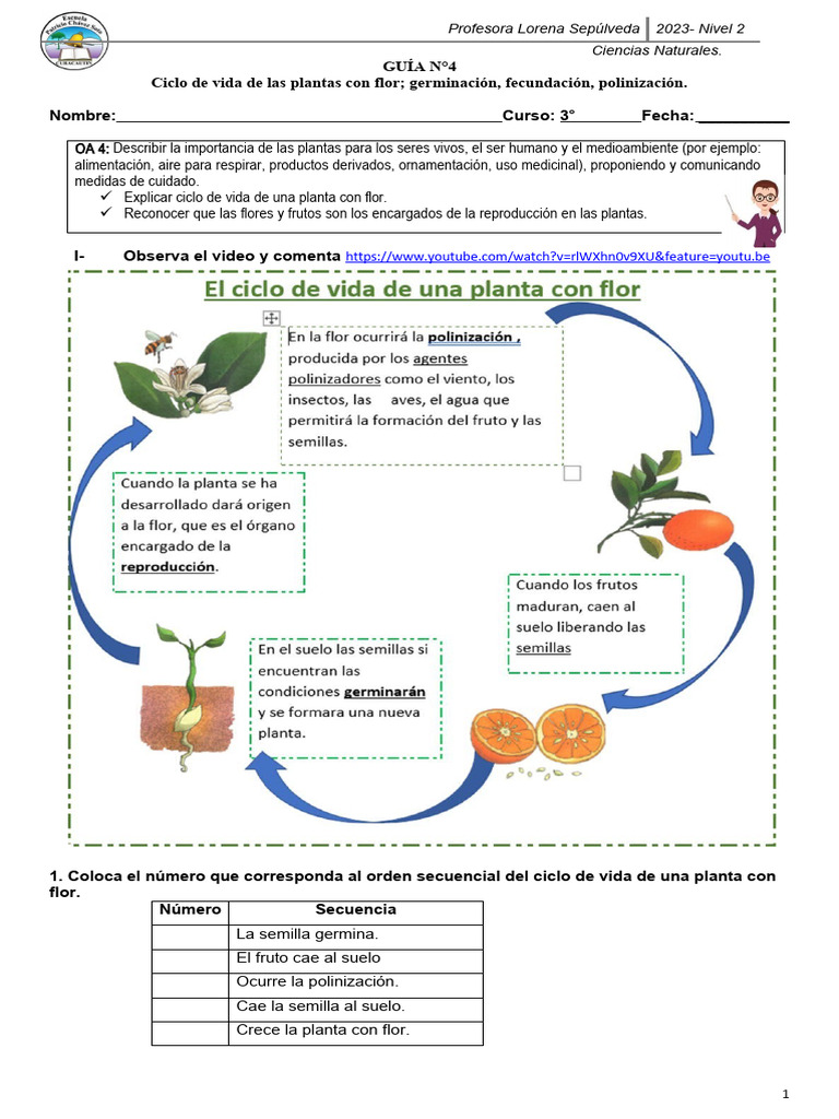 Ciclo de Vida de Plantas con Flor | PDF | Flores | Plantas