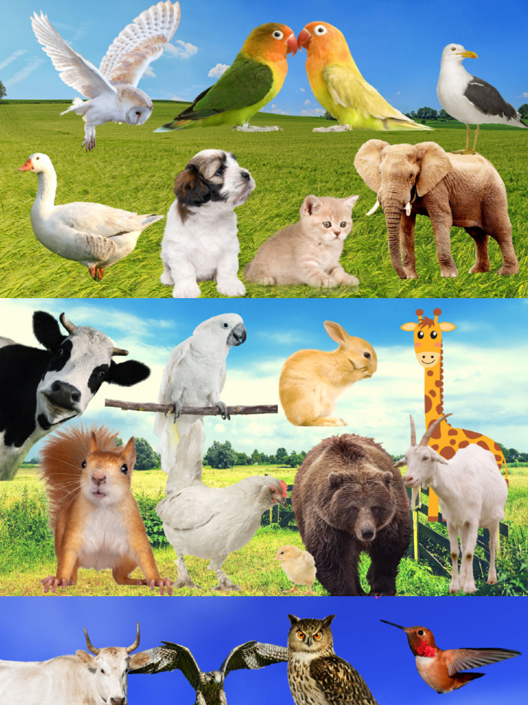 Animals For Kids Part 2 | PDF