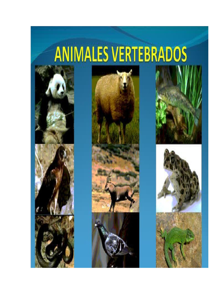 Vertebrados | PDF