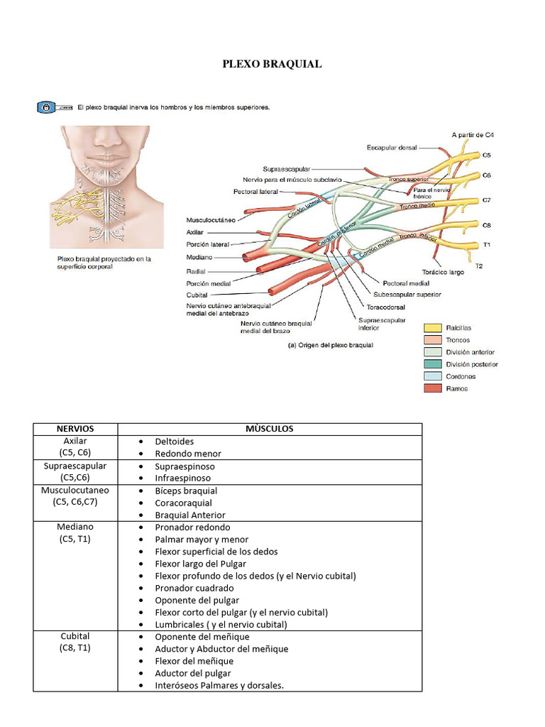 Repaso de Plexos | PDF | Extremidades (anatomía) | Sistema musculoesquelético