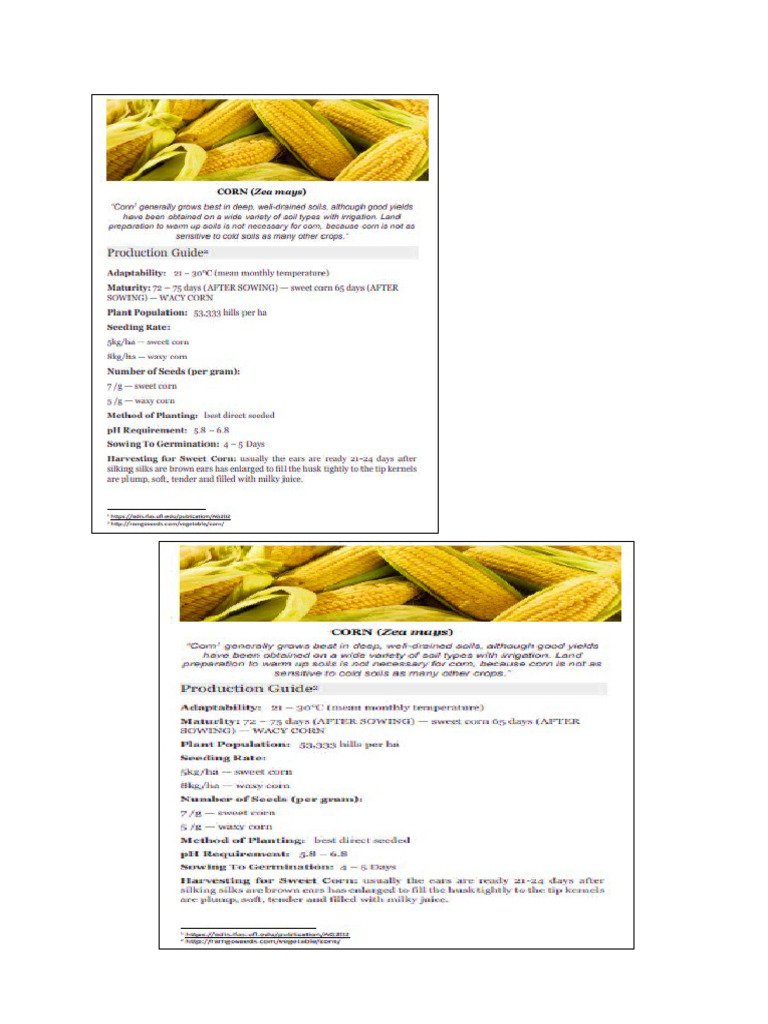 Corn Seed | PDF