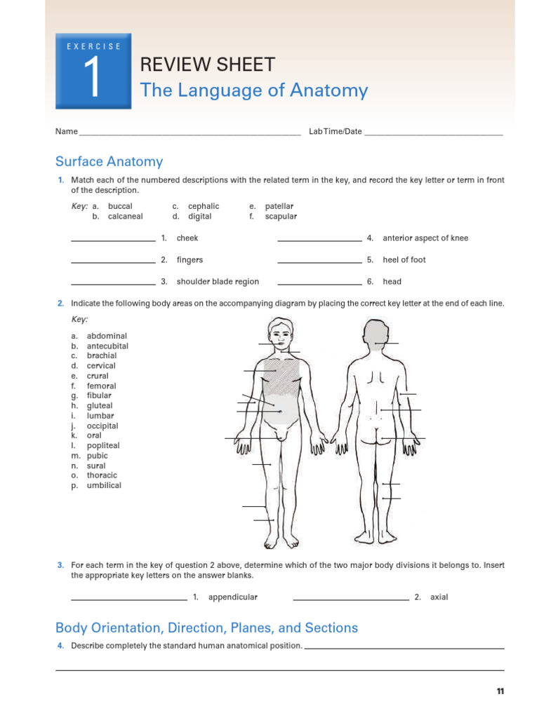 Exercise 1 | PDF | Anatomical Terms Of Location | Musculoskeletal System