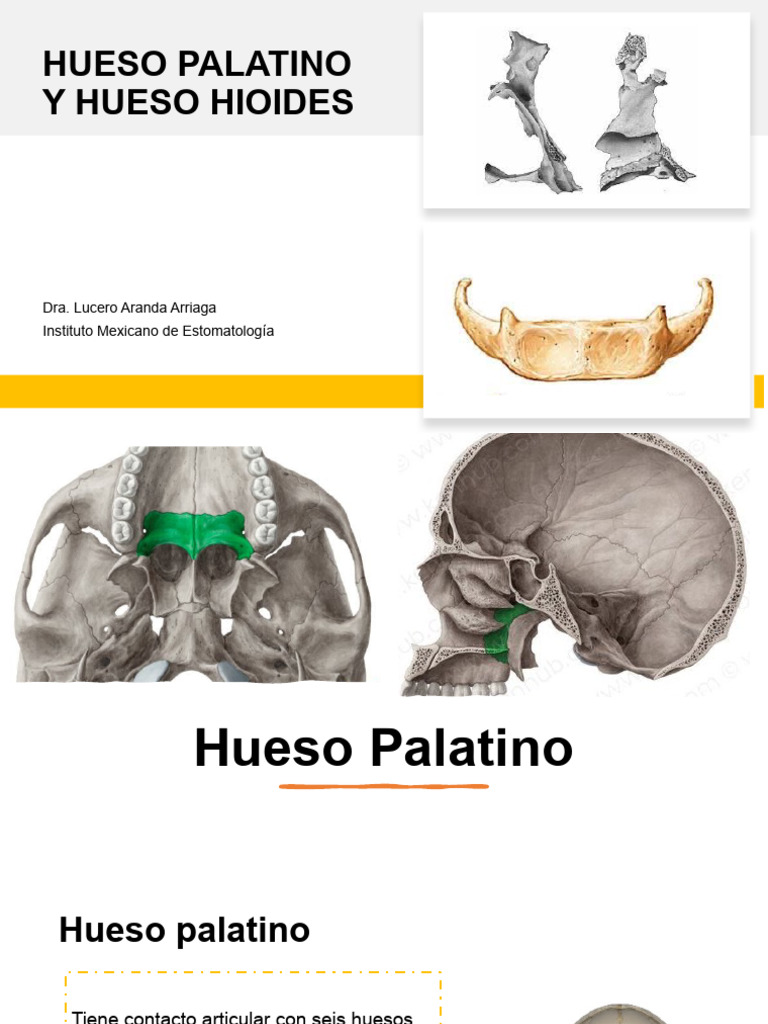 Hueso Palatino y Hioides | PDF | Anatomía | Sistema esquelético