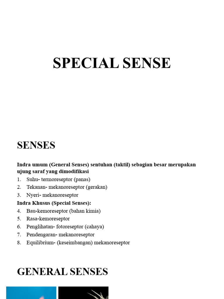 Fisiologi Indra Khusus - Penglihatan, Pendengaran, Keseimbangan ...