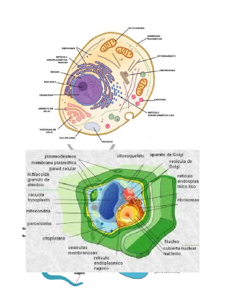 Esquemas de La Celula | PDF