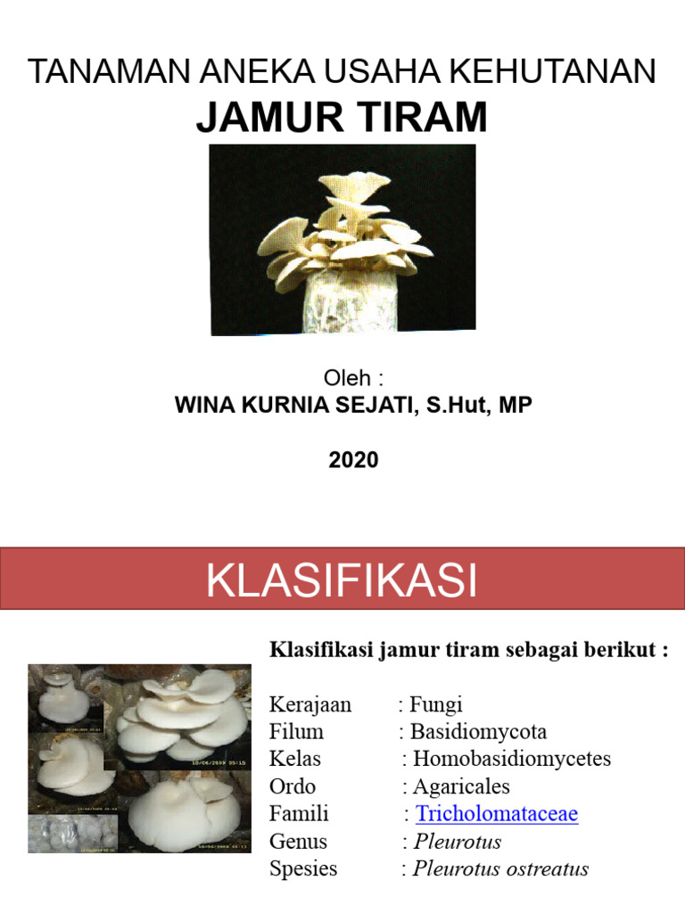 Budidaya Jamur | PDF