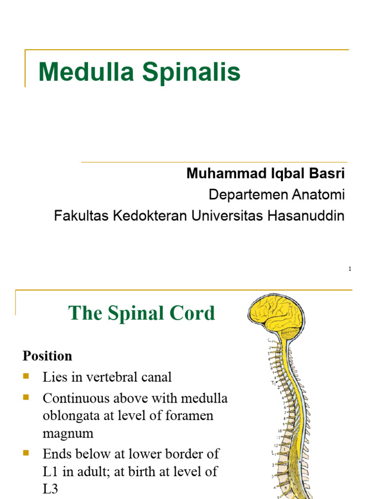 Medulla Spinalis | PDF
