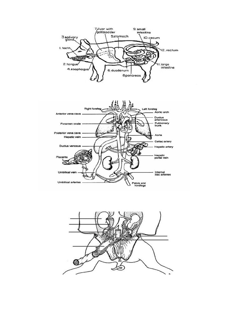 Animal Organ System | PDF
