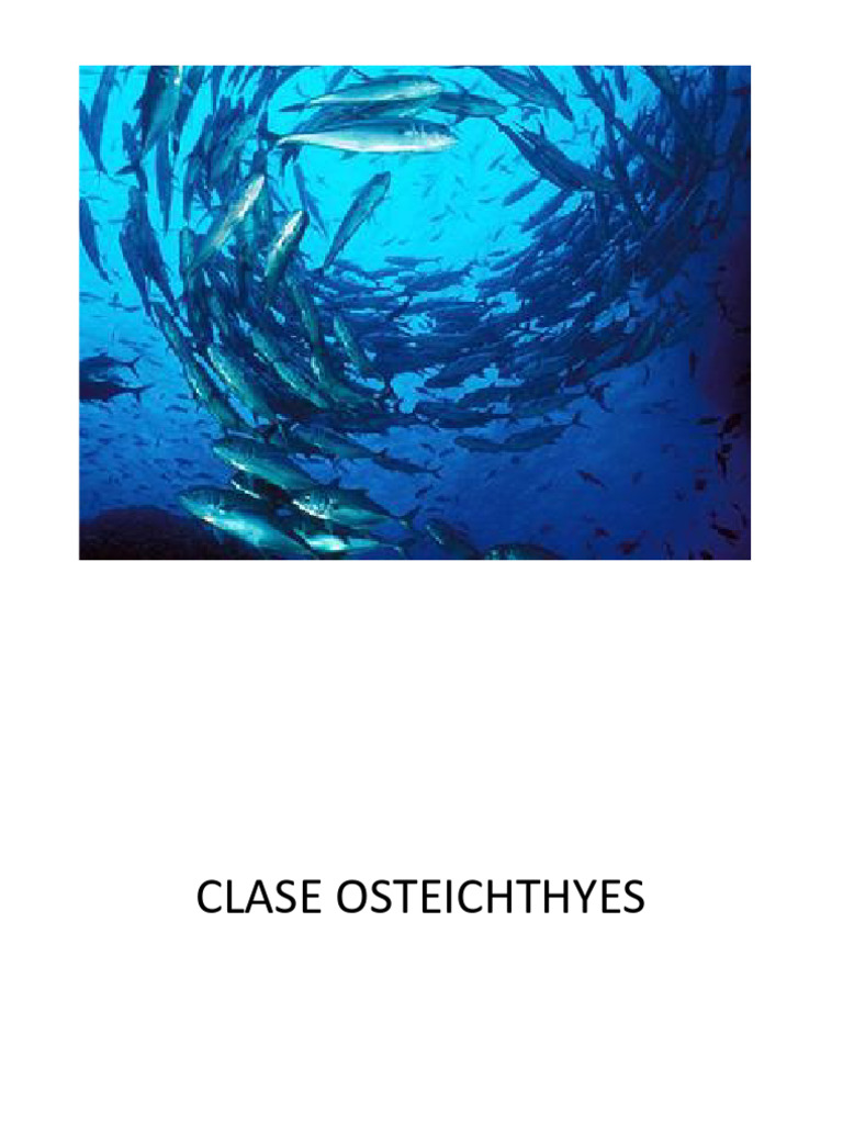 Tema 4 - Clase Osteichthyes | PDF | Vertebrados | Animales acuáticos