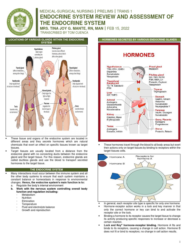 (MS) Trans 1 - Endocrine Review and Assessment | PDF