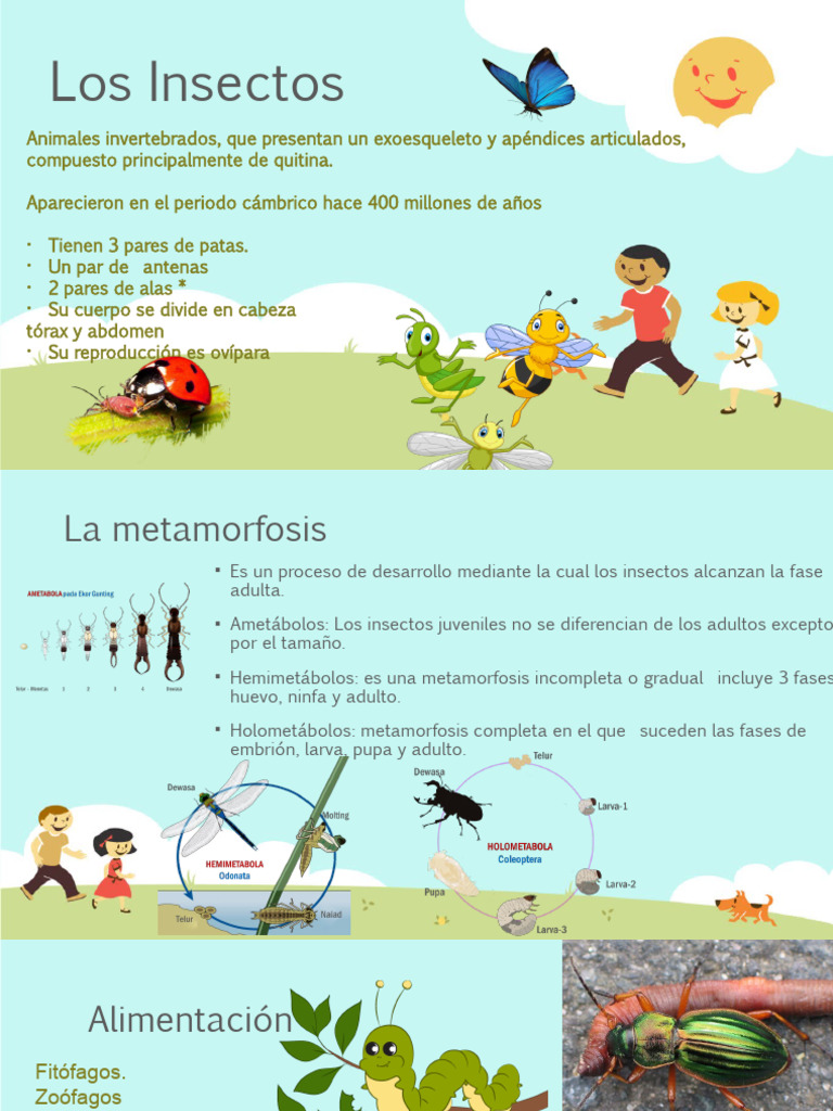 Los Insectos | PDF