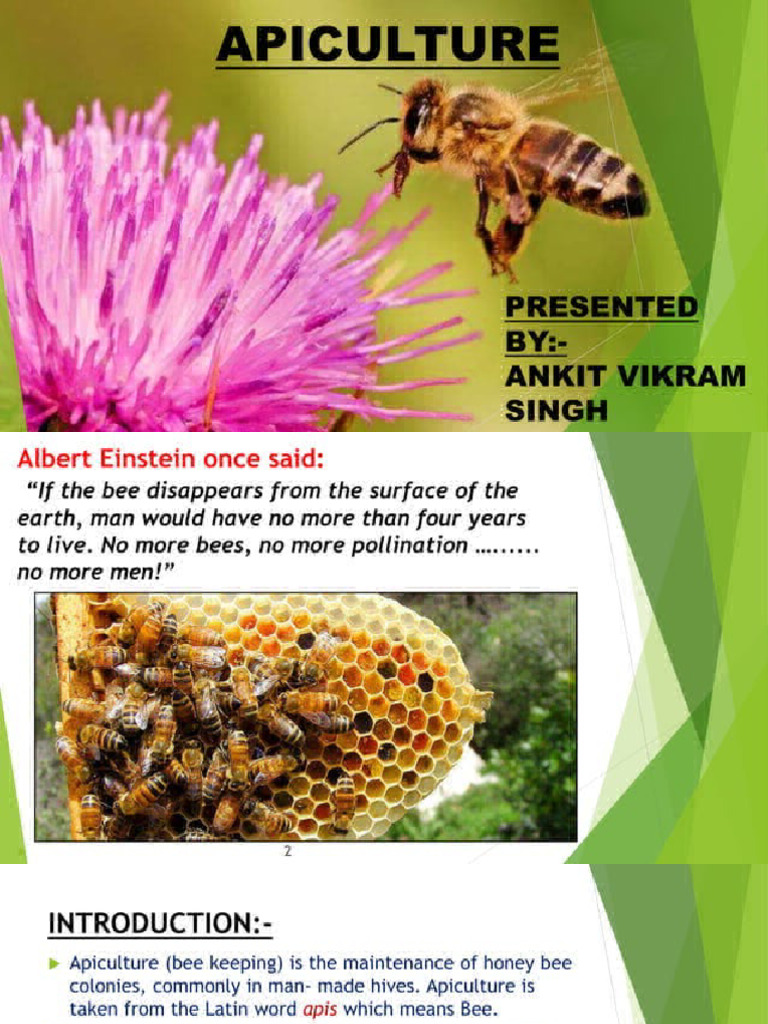 Apiculture | PDF