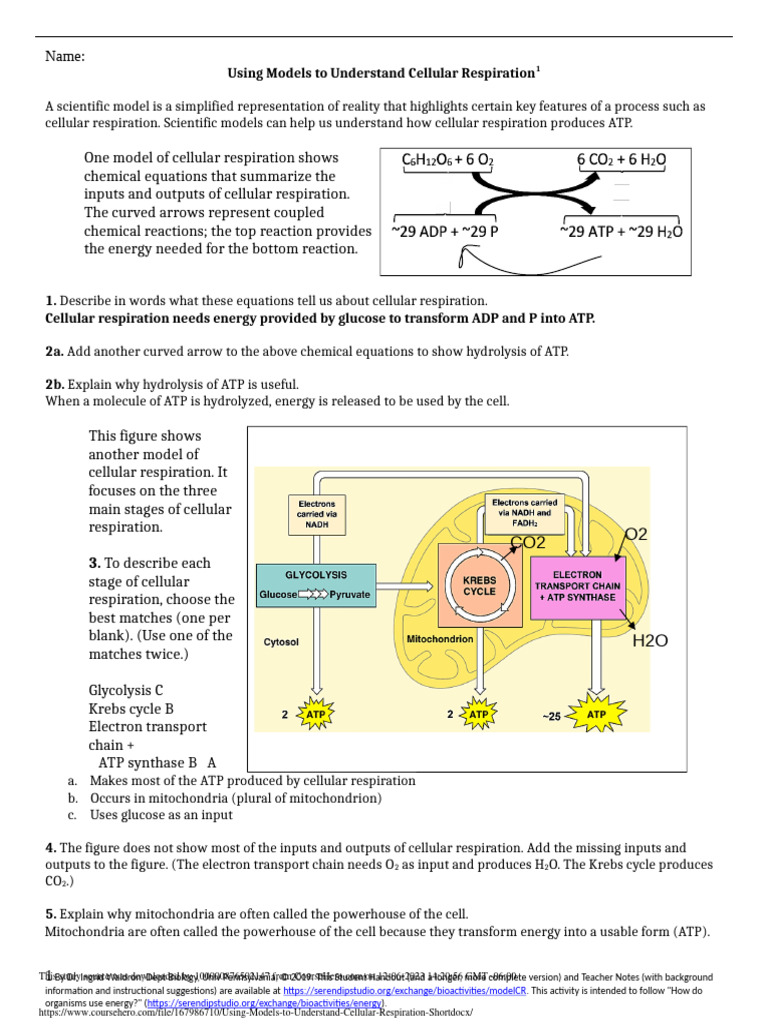 Using Models To Understand Cellular Respiration Short | PDF | Cellular ...