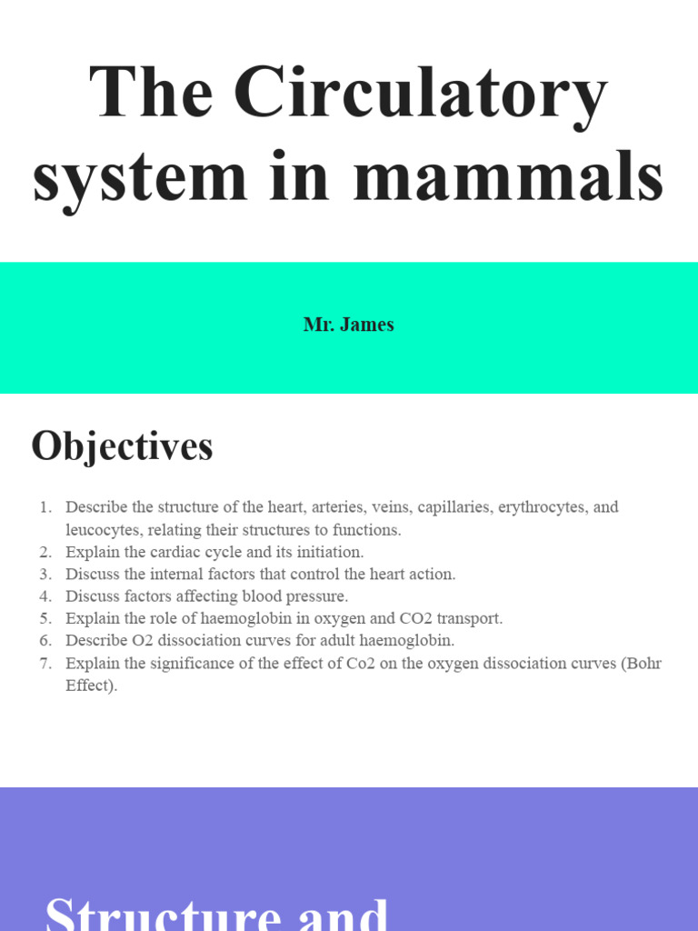 The Circulatory System in Mammals | PDF | Atrium (Heart) | Heart Valve