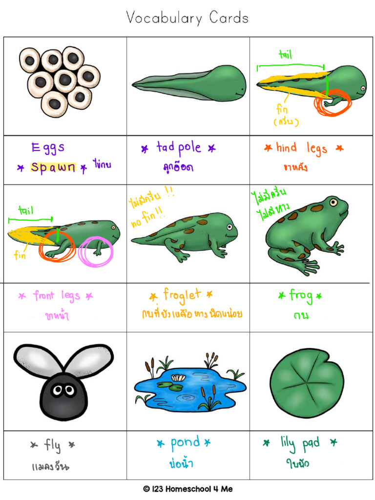 Frog Life Cycle | PDF