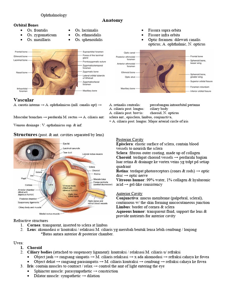 Mata (Basics) | PDF | Sensory Organs | Vision