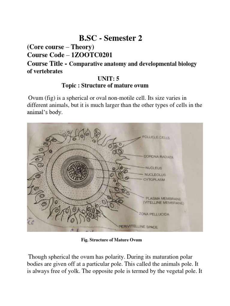 Structure of A Mature Ovum | PDF | Egg | Yolk
