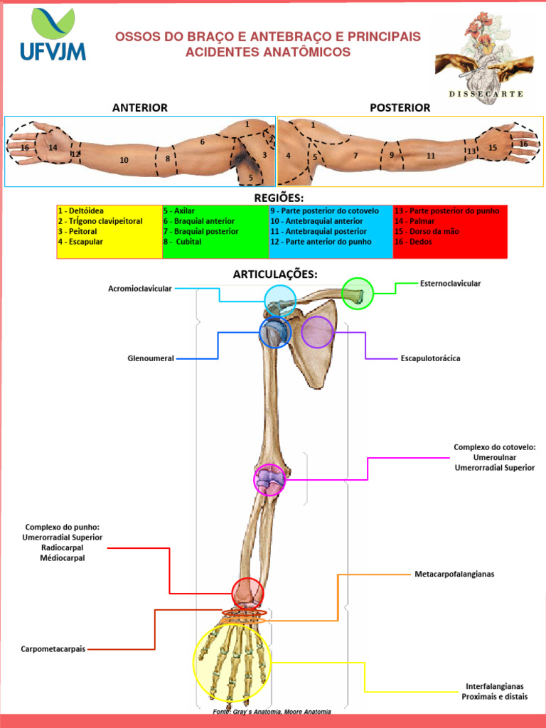 Anatomia dos Ossos do Braço e Antebraço | PDF | Cotovelo | Sistema ...
