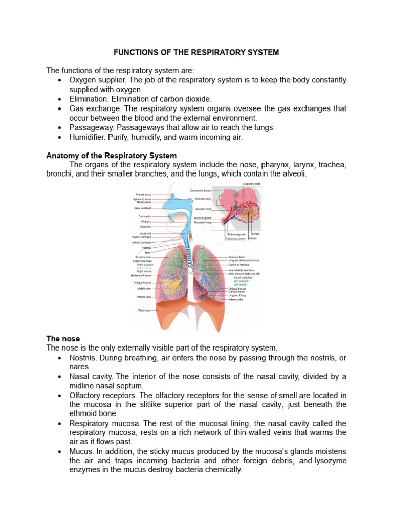 ANAPHY | PDF | Respiratory Tract | Lung
