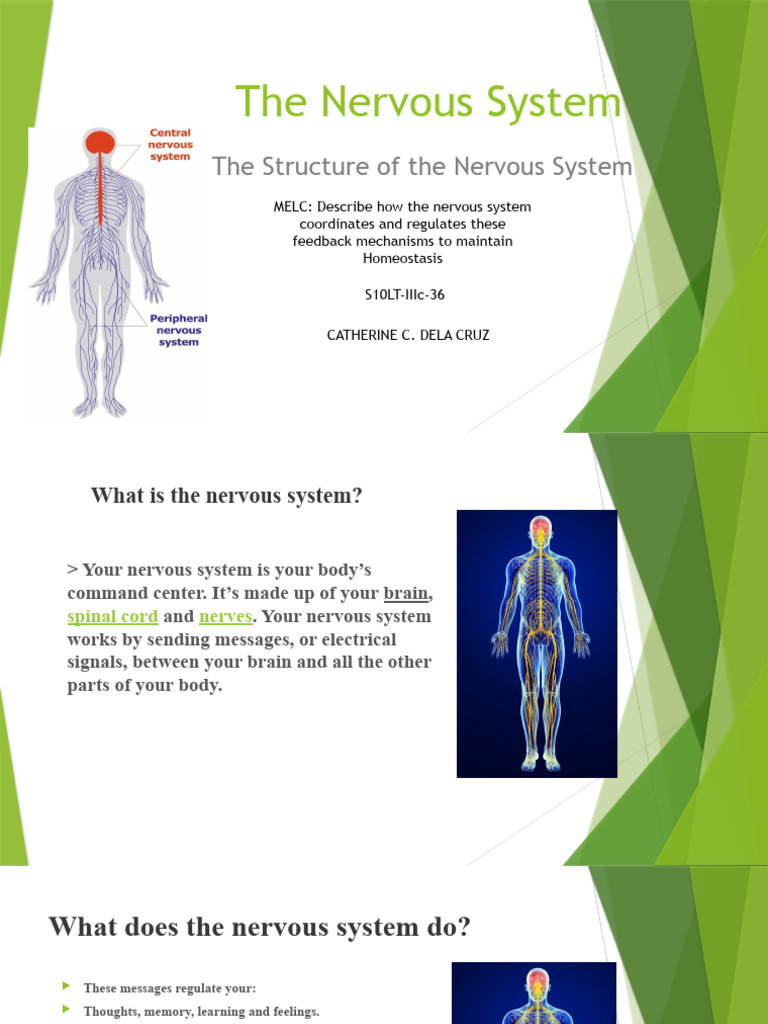 The Nervous System | PDF | Central Nervous System | Nervous System