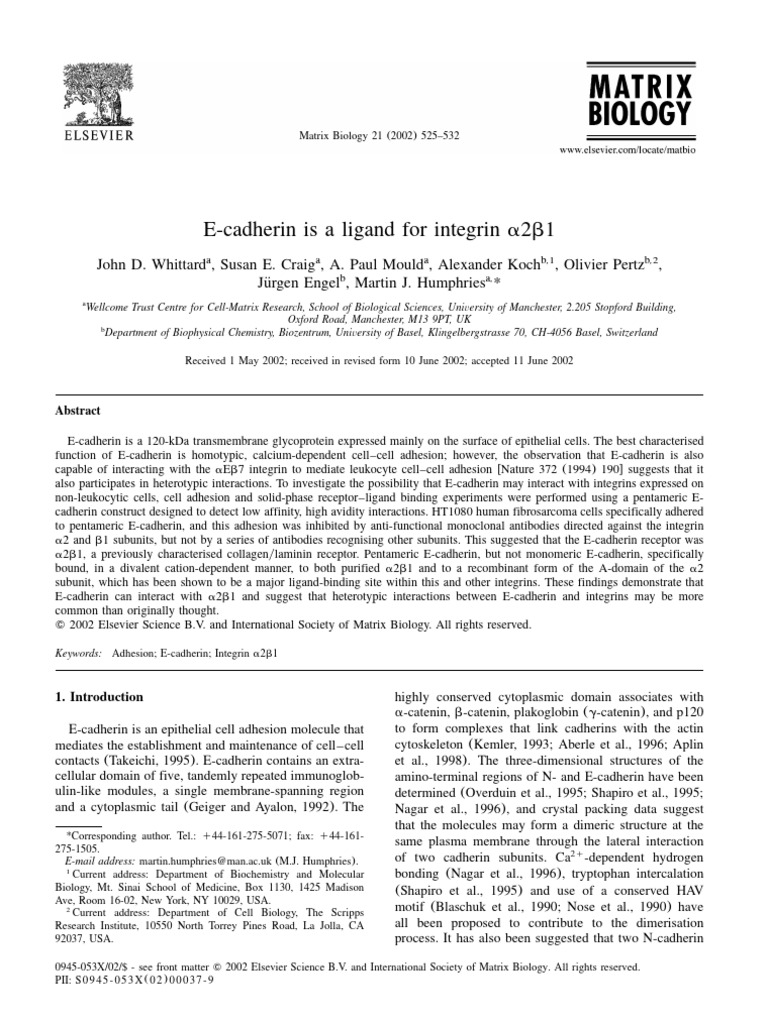 E-Cadherin Is A Ligand For Integrin A2b1 | PDF | Integrin | Cell Adhesion