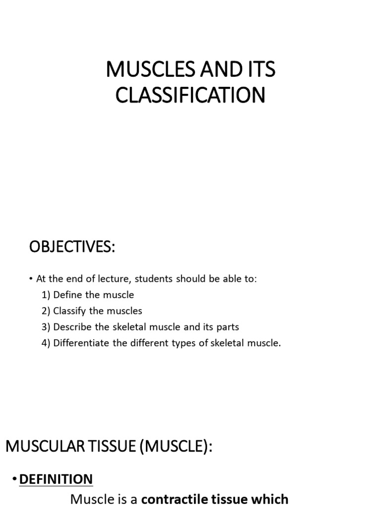 Muscles and Its Classification | PDF | Skeletal Muscle | Muscle Contraction